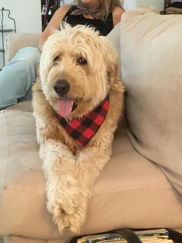 REVOLT Topical Solution for Dogs, 40.1-85 lbs, (Teal Box), 6 Doses (6 ...