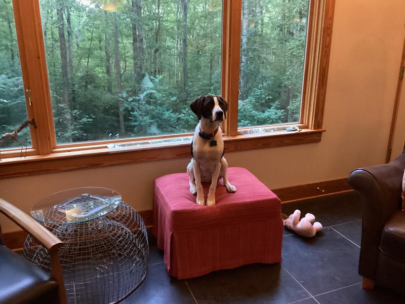 CLAWGUARD Window Sill Protectors, 29.5 X 3.25-in - Chewy.com