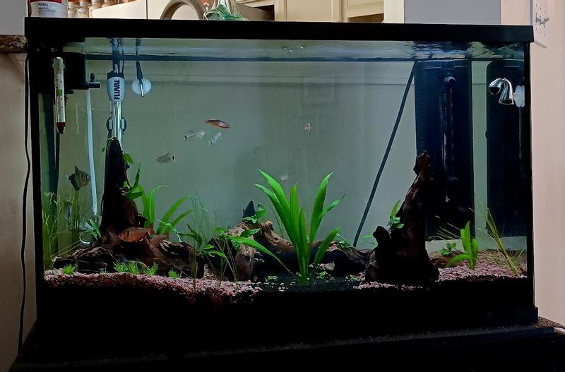 FLUVAL Bio Stratum Fish Substrate, 17.6-lb bag - Chewy.com