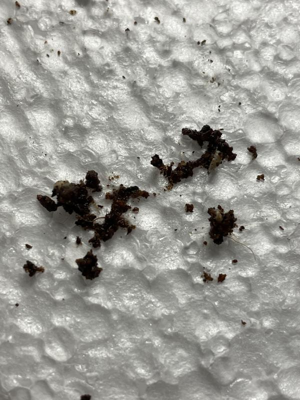 Product Reviews for JOSH'S FROGS Bioactive Bundle Live Feed Reptile ...