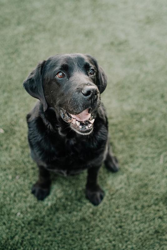 HILL'S PRESCRIPTION DIET Gastrointestinal Biome Chicken Flavor Dry Dog ...