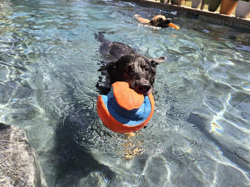 CHUCKIT! Kick Fetch Ball Dog Toy, Large - Chewy.com