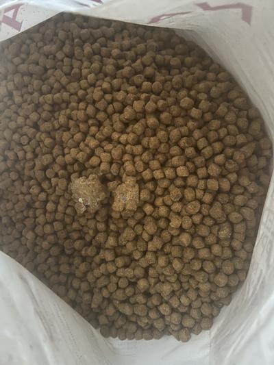 DIAMOND Naturals Large Breed Puppy Formula Dry Dog Food, 40-lb bag ...