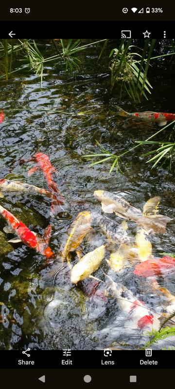 NUTRENA Nature's Canvas Koi Fish Food, 20-lb bag - Chewy.com