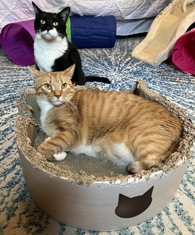 NECOICHI Cat Head Scratcher Bed, Regular - Chewy.com