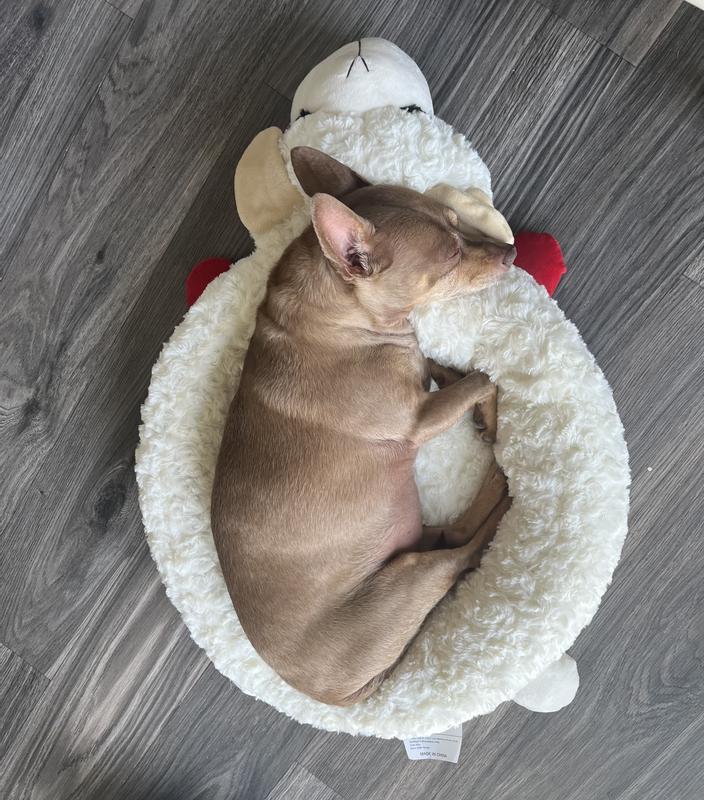 MULTIPET Lamb Chop Bolster Cat & Dog Bed with Removable Cover - Chewy.com