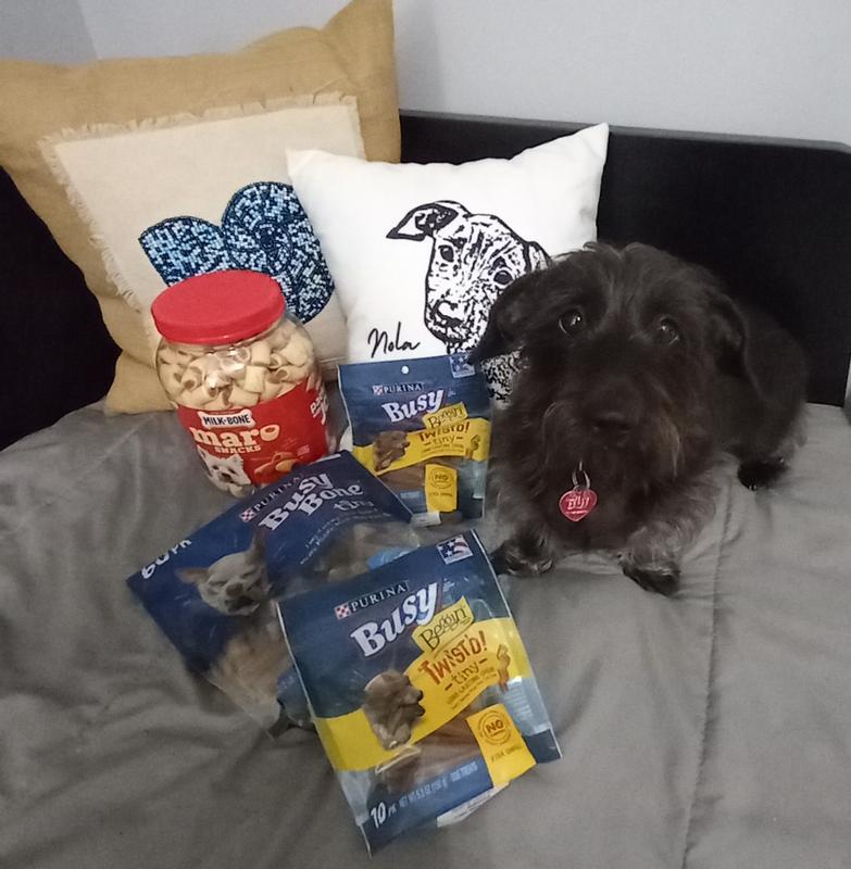 BUSY BONE Long-Lasting Real Meat Tiny Dog Treat, 60 count - Chewy.com