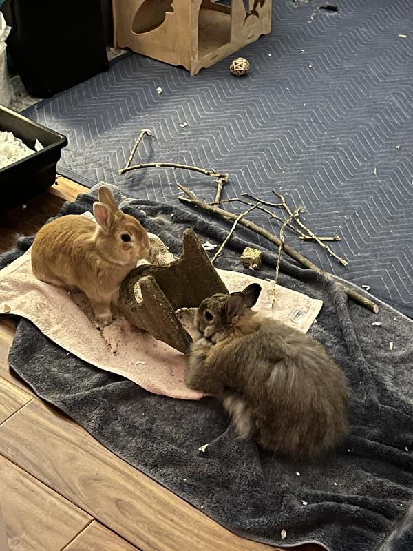 KAYTEE Premium Timothy Hideout Small Animal Treats, Small - Chewy.com