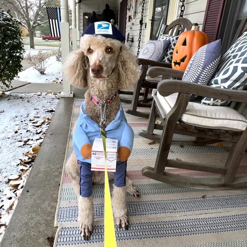 CALIFORNIA COSTUMES USPS Delivery Driver Dog & Cat Costume, Medium ...