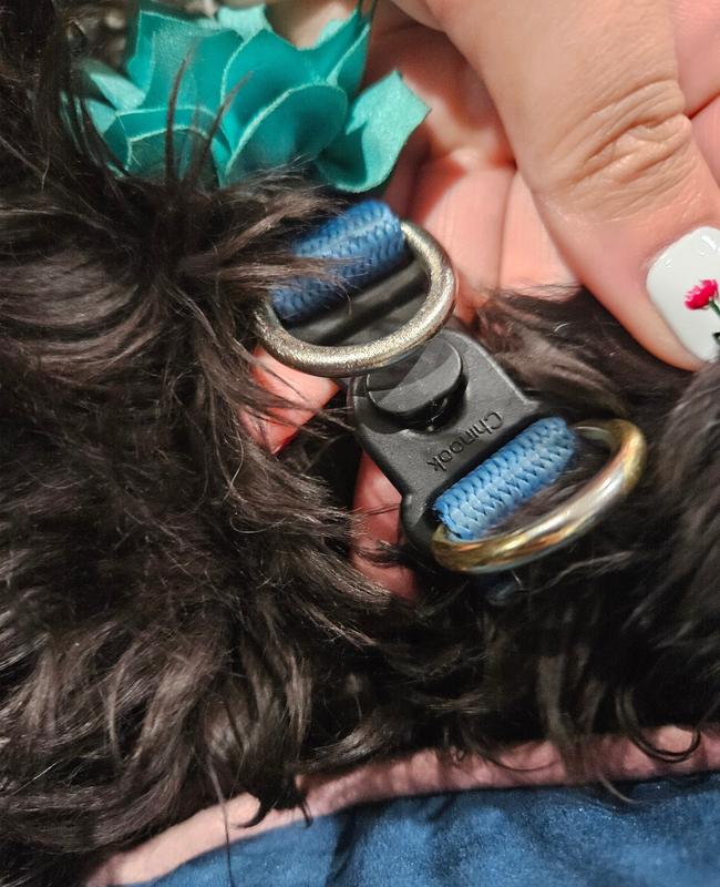 PETSAFE Keep Safe Nylon Breakaway Dog Collar, Royal Blue, Small: 10 to ...