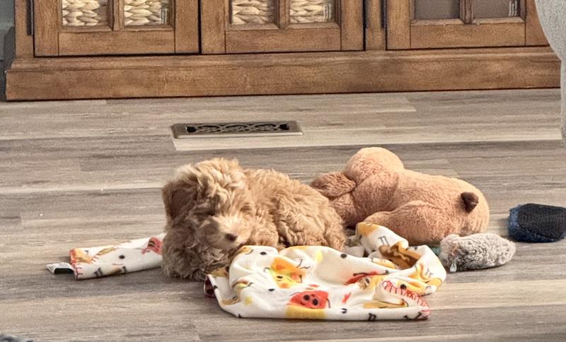 SNUGGLE PUPPY Original Snuggle Puppy Plush Dog Behavioral Aid Anxiety ...