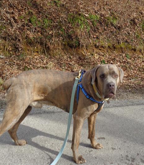 K9 EXPLORER Reflective Adjustable Padded Dog Harness, Rosebud, 12 - 18 ...