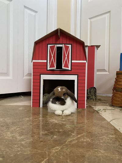 SWEET MEADOW FARM Buddy Barn Small Pet Hideout - Chewy.com