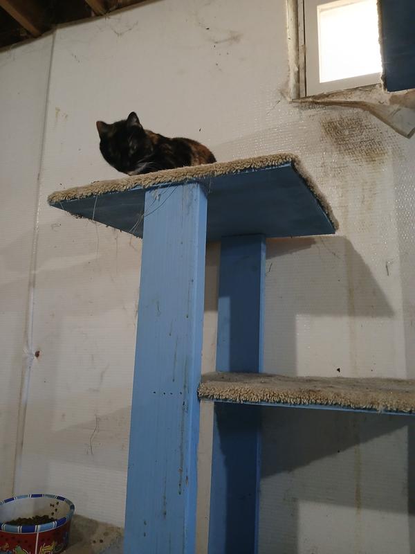 MEOW MIX Gravy Bursts Savory Chicken Flavor Mix with Gravy Filled ...