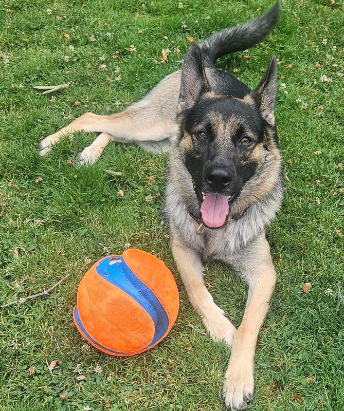 CHUCKIT! Kick Fetch Ball Dog Toy, Small - Chewy.com