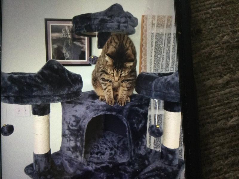 YAHEETECH Multi-Level 68.5-in Cat Tree, Light Gray - Chewy.com