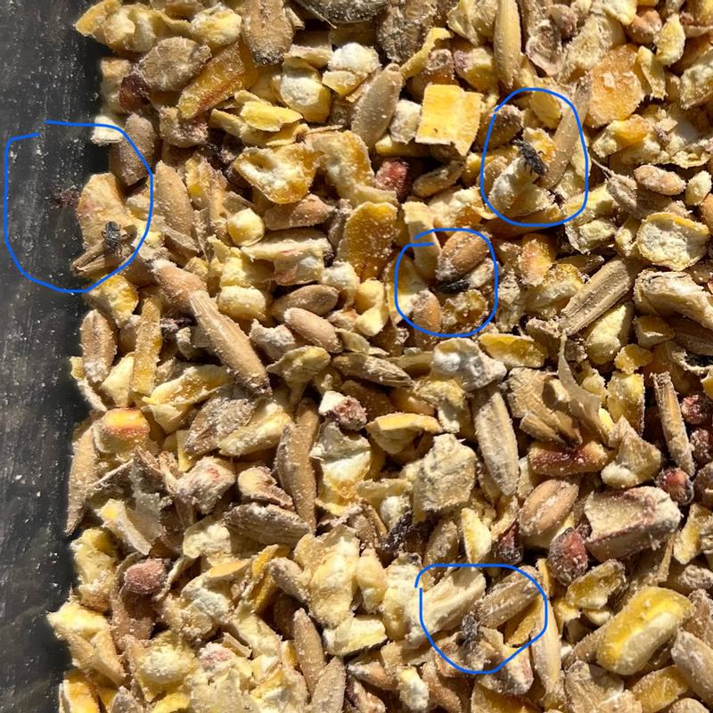KALMBACH FEEDS All Natural 5-Grain Premium Scratch Chicken Feed, 50-lb ...