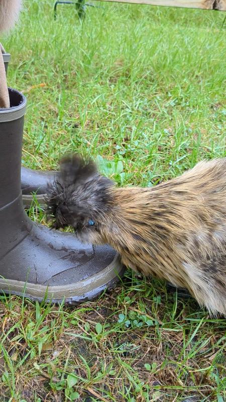 Muck Boots Forager Mid Boot - Footwear
