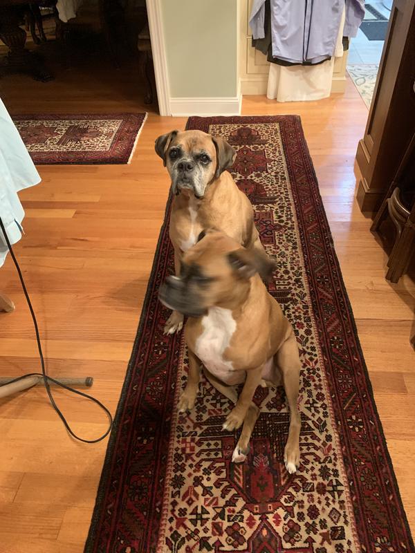 Nordic Naturals Omega-3 Pet Fish Oil Liquid for Dogs and Cats, 8 fl. oz ...