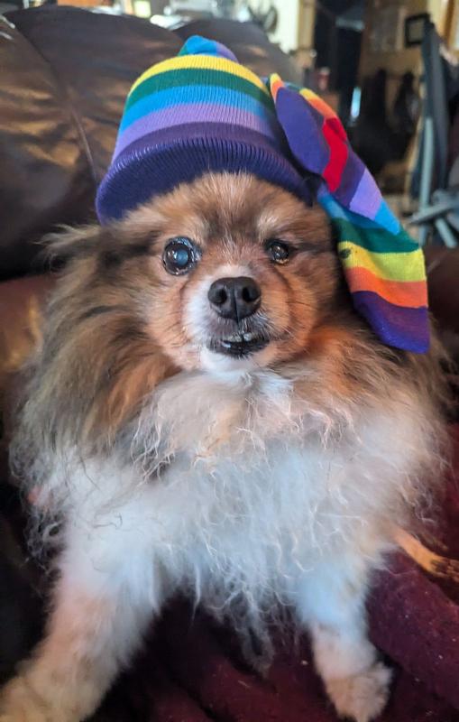 Native Pet Probiotic Powder Digestive Supplement for Dogs, 8.2 oz. at ...