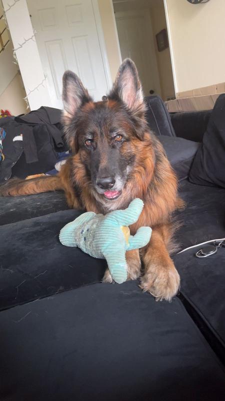 Native Pet The Daily Dog Powder Supplement for Dogs, 7 oz. at Tractor ...