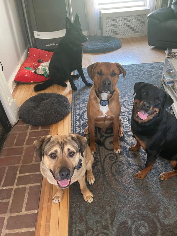 Native Pet The Daily Supplement for Dogs, 7 oz. | Petco