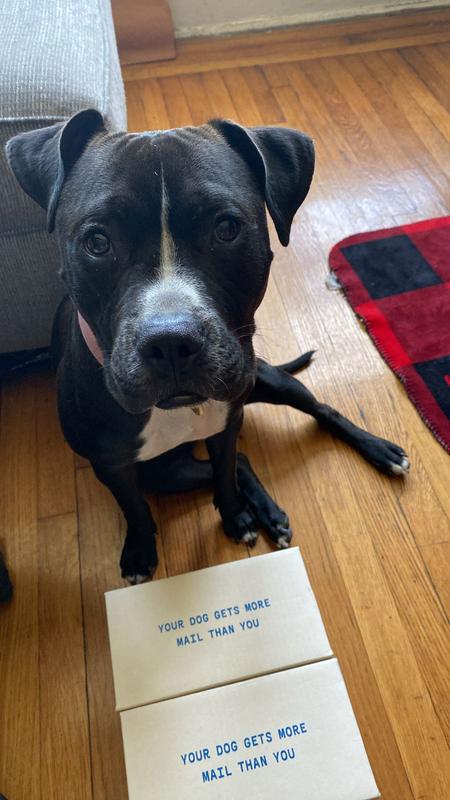 Native Pet Bladder Cranberry Chews for Dogs, Count of 30 | Petco