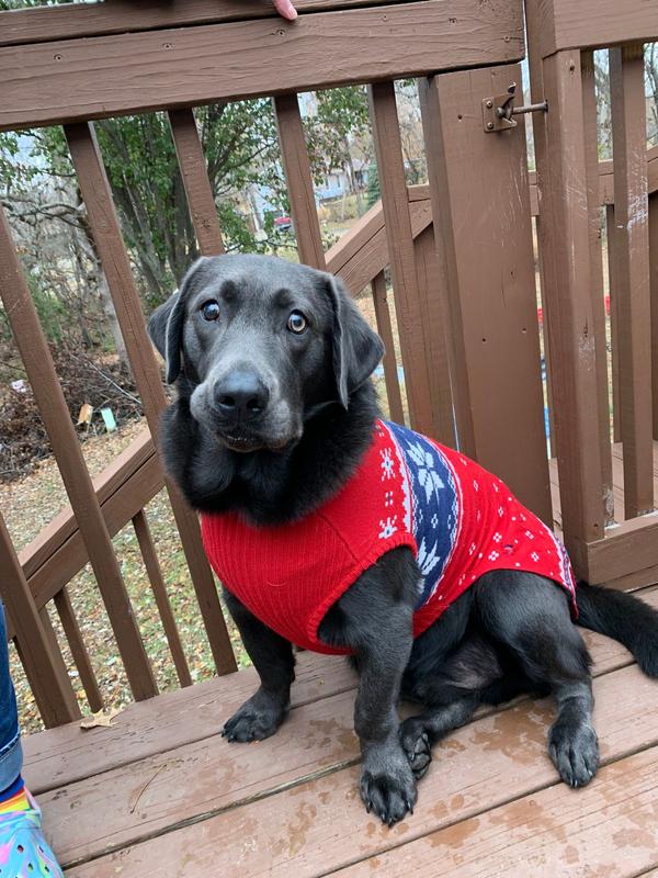 Native Pet Bladder Cranberry Chews for Dogs, 7.6 oz., Count of 120 | Petco