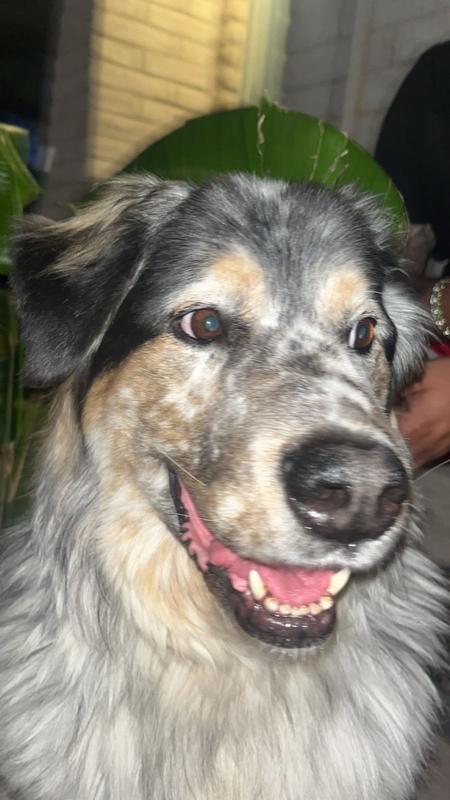 Native Pet Daily Dog Supplement for Health & Vitality 7 oz