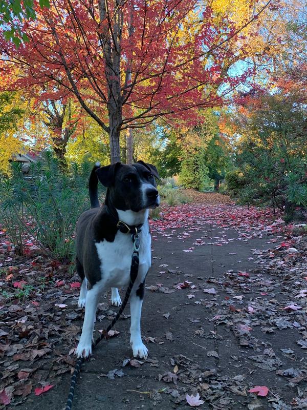 Native Pet Formulated Probiotic Powder for Dogs, 16.4 oz. | Petco