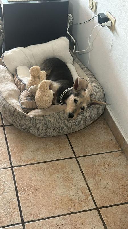 Native Pet Probiotic Powder Digestive Supplement for Dogs, 8.2 oz. at ...