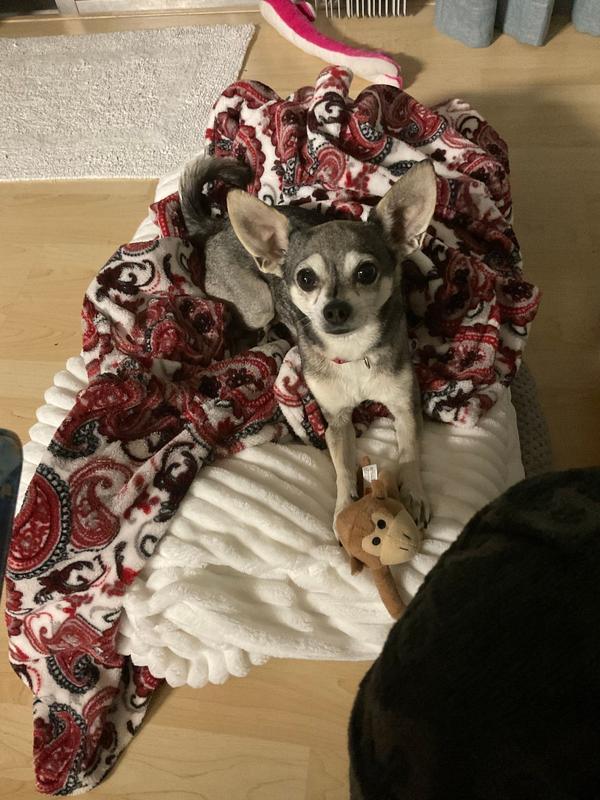 Native Pet Bladder Cranberry Chews for Dogs, 7.6 oz., Count of 120 | Petco