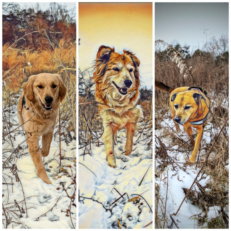 Native Pet Daily Dog Supplement for Health & Vitality 7 oz