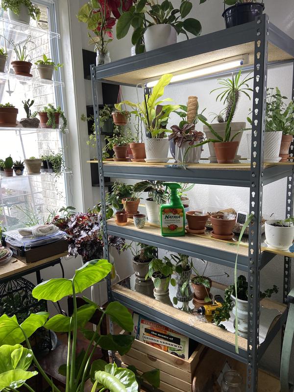 Natria 1-Gallon Insecticidal Soap Ready-to-use Garden Insect Killer ...