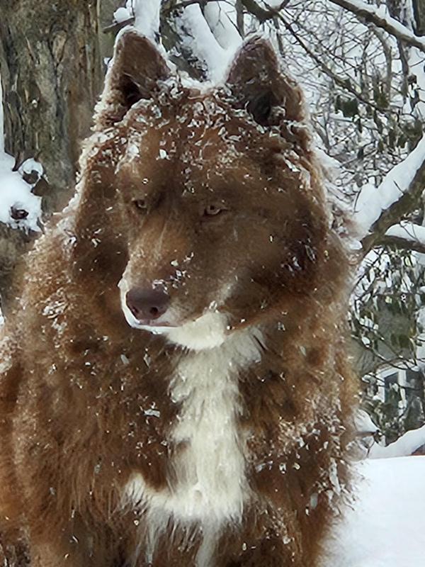 NaturVet Brewer's Dried Yeast Formula Plus Omegas Chewable Tablets for ...