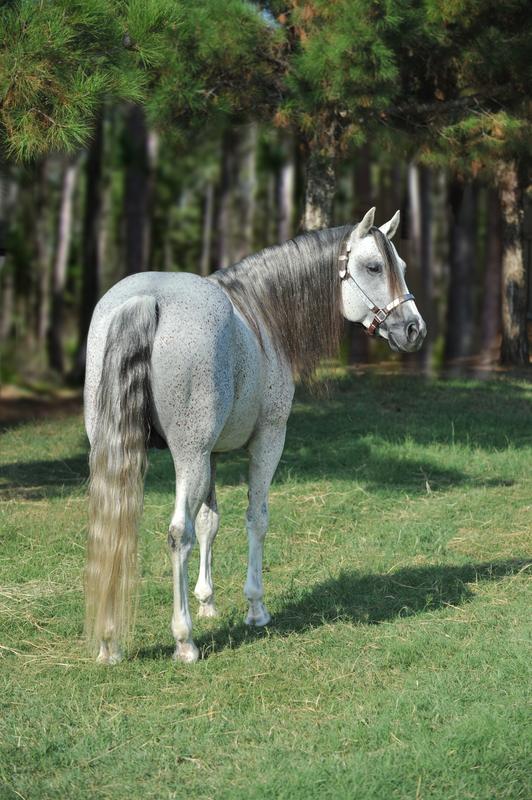 Nutrena Empower Boost High-Fat Rice Bran Horse Feed Supplement, 40 lb ...