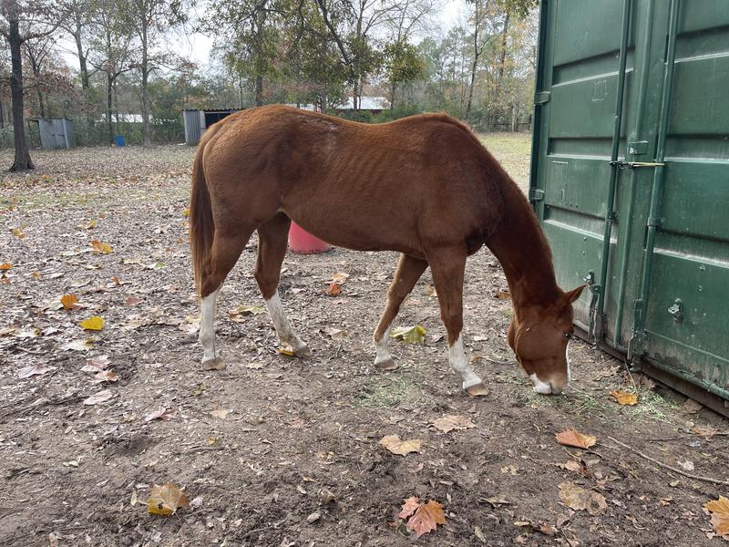 Nutrena Empower Boost High-Fat Rice Bran Horse Feed Supplement, 40 lb ...