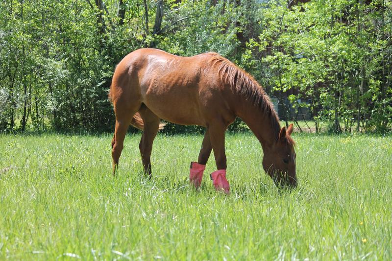 Nutrena Empower Boost High-Fat Rice Bran Horse Feed Supplement, 40 lb ...