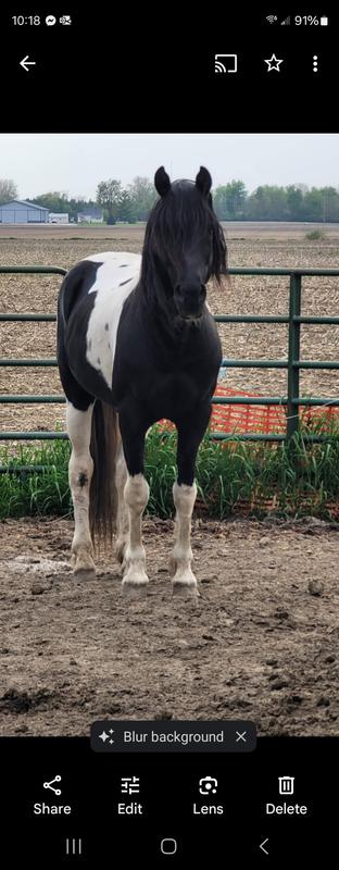 Nutrena Empower Boost High-Fat Rice Bran Horse Feed Supplement, 40 lb ...