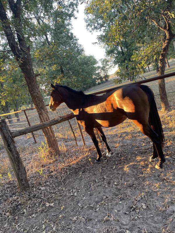 Nutrena Empower Boost High-Fat Rice Bran Horse Feed Supplement, 40 lb ...