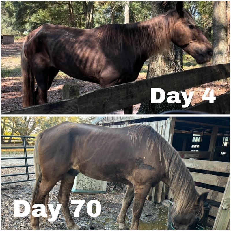 Nutrena ProForce Textured Senior Horse Feed, 50 lb. Bag at Tractor ...