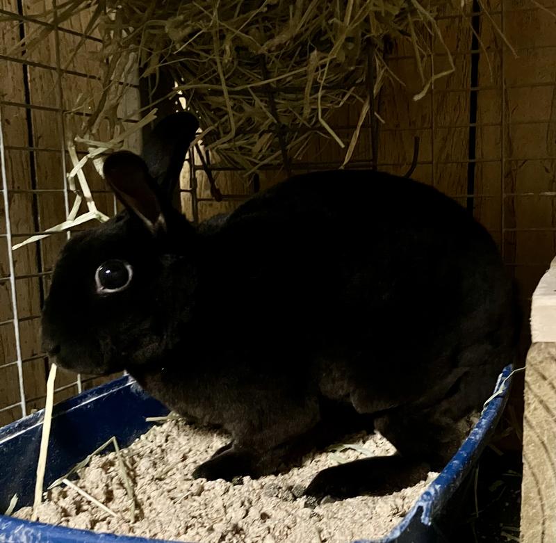 Nutrena NatureWise Premium Rabbit Food, 25 lb. at Tractor Supply Co