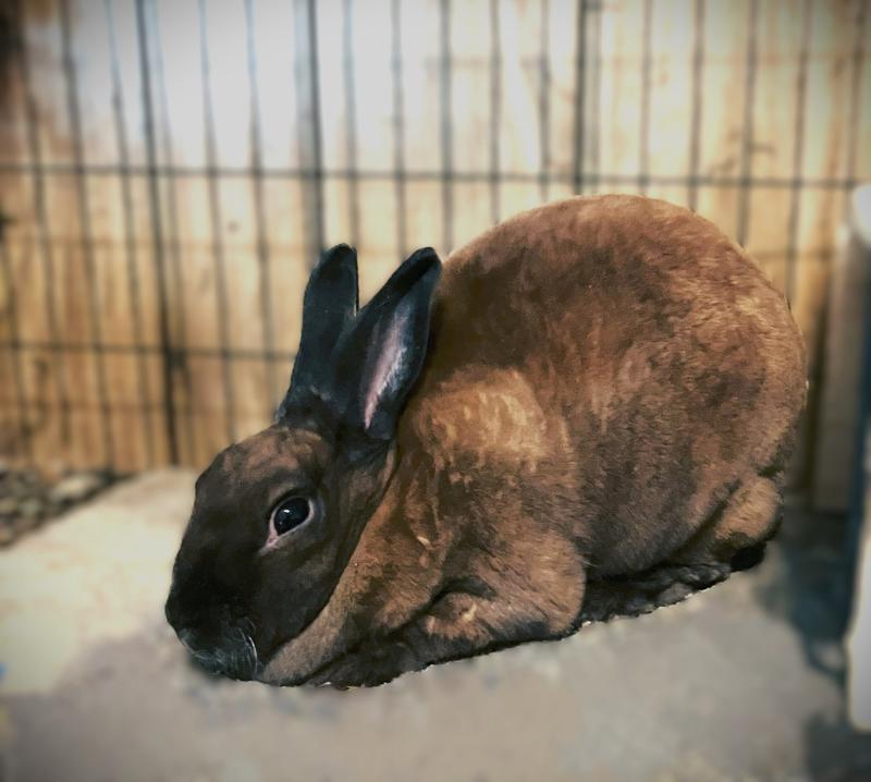 Nutrena NatureWise Premium Rabbit Food, 25 lb. at Tractor Supply Co