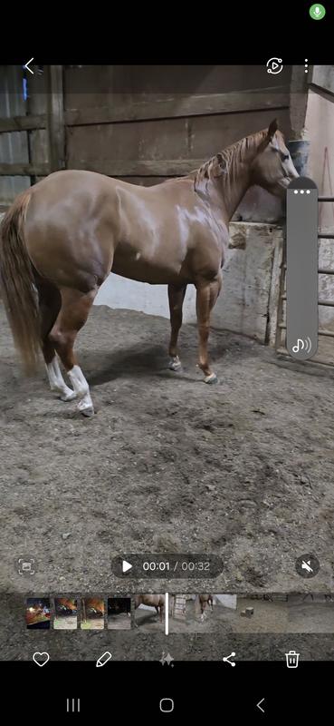 Nutrena ProForce Fuel Textured Horse Feed, 50 lb. Bag at Tractor Supply Co