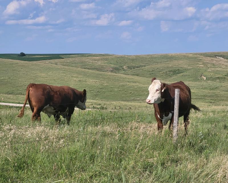 Nutrena NutreBeef Grower/Finisher Cattle Supplement, 50 lb. at Tractor ...