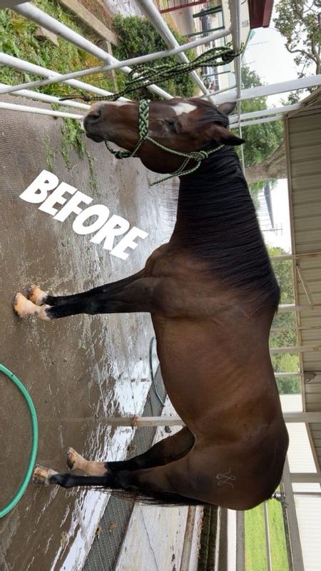 Nutrena ProForce Fuel XF Textured Horse Feed, 50 lb. Bag at Tractor ...