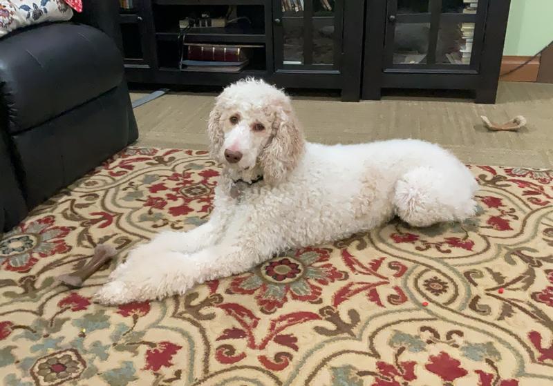 Nutrena Loyall Life Adult Lamb and Brown Rice Recipe Dry Dog Food, 40 ...