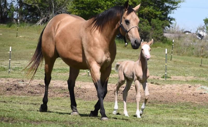 Nutrena ProForce Fuel XF Textured Horse Feed, 50 lb. Bag at Tractor ...