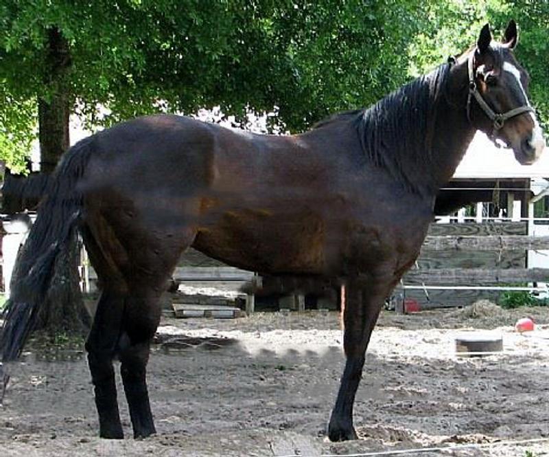 Nutrena ProForce Fuel Textured Horse Feed, 50 lb. Bag at Tractor Supply Co