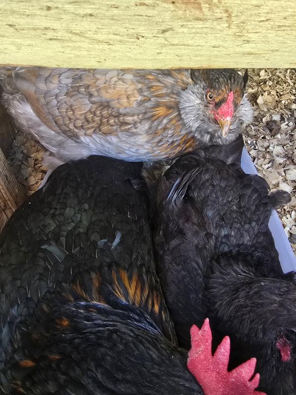 Nutrena Hi Pro Scratch Poultry Grains at Tractor Supply Co